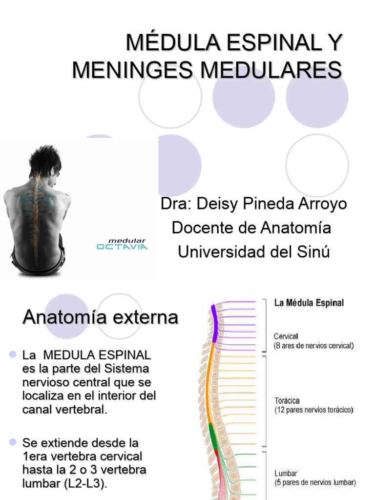 Anatomía de la Médula Espinal y Meninges | PDF | Médula espinal ...