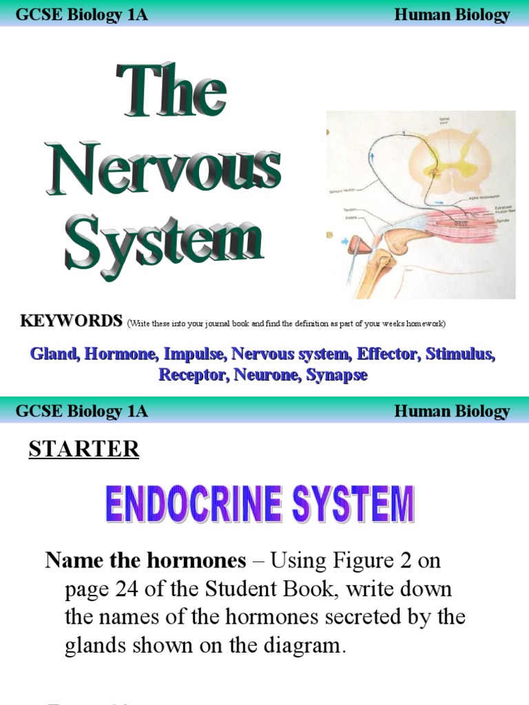 The Nervous System and Reflex Arc (GCSE) | Download Free PDF | Nervous ...