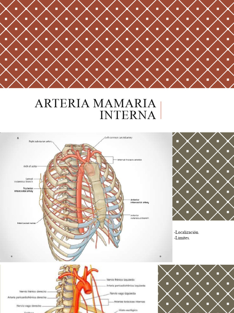 Anatomía De La Arteria Mamaria Interna Cirugía Coronaria Con Doble