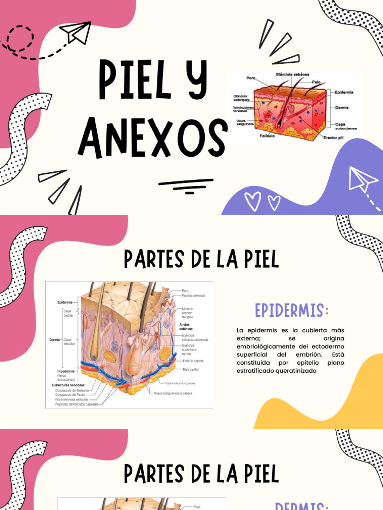 Piel y Anexos | PDF | Piel | Epidermis