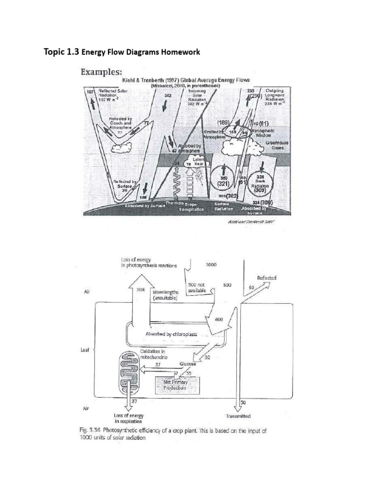 Energy - Flow - Diagram | PDF | Food Web | Systems Ecology