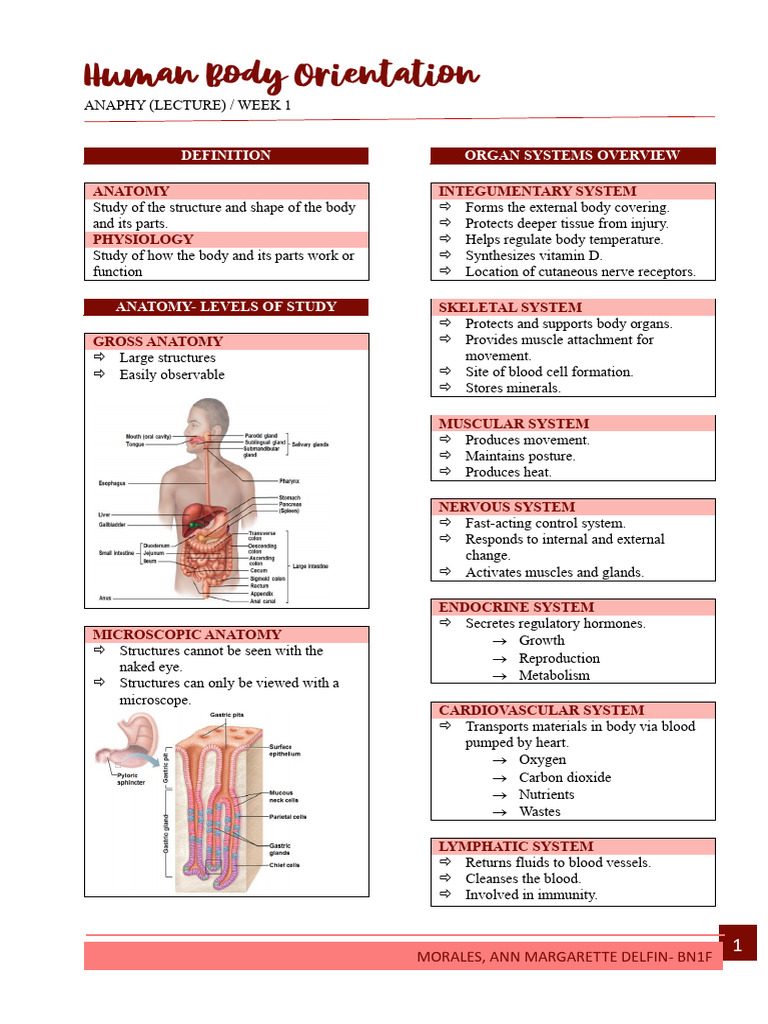 I. Human Body Orientation | PDF | Anatomical Terms Of Location | Human Body