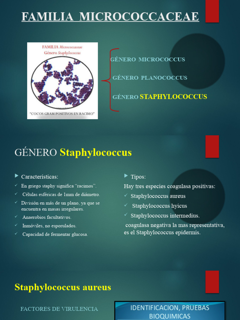 Familia Micrococcaceae | PDF