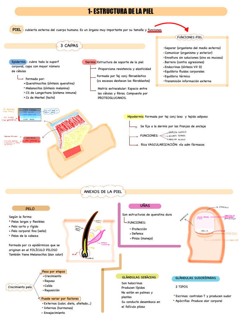 Estructura de La Piel | PDF | Piel | Epidermis