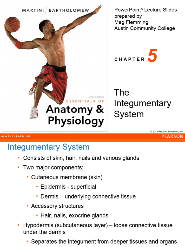 Chapter 5 Pptintegsystem | PDF | Integumentary System | Skin