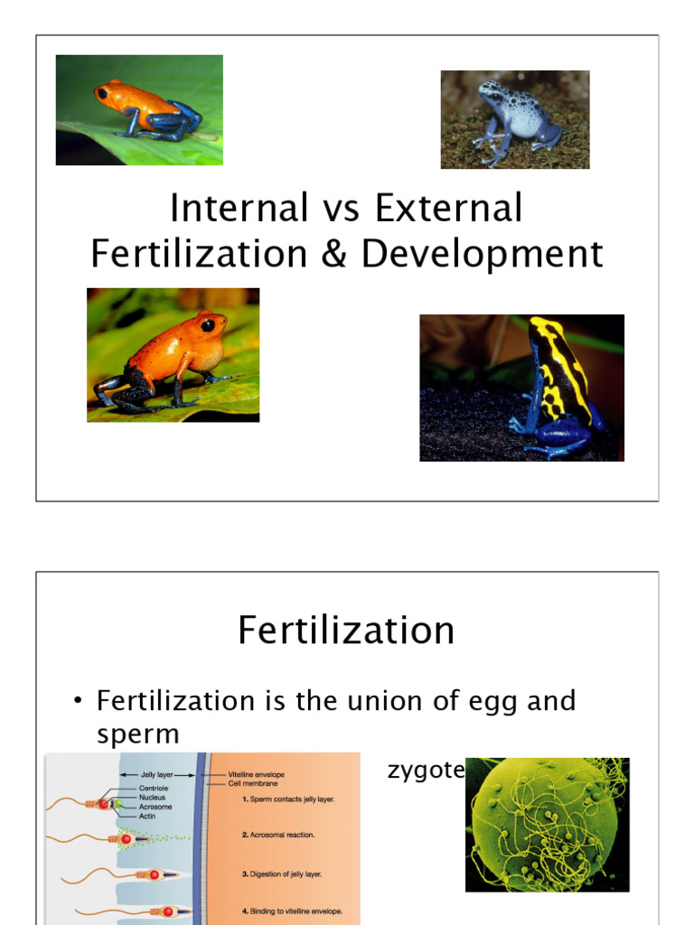External Fertilization
