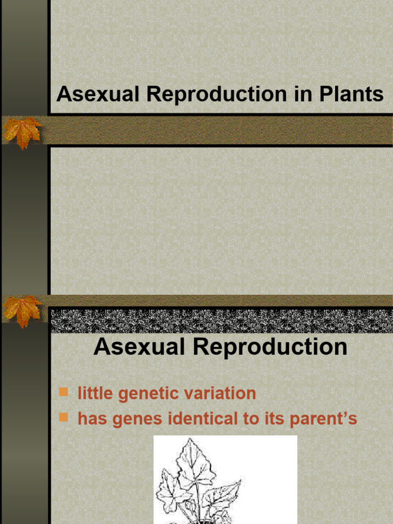 Asexual Reproduction in Plants | PDF | Grafting | Plant Reproduction