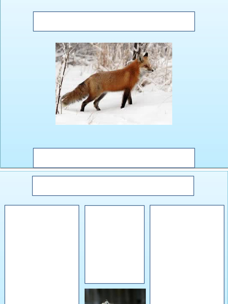 Red Fox | PDF | Fox | Predation