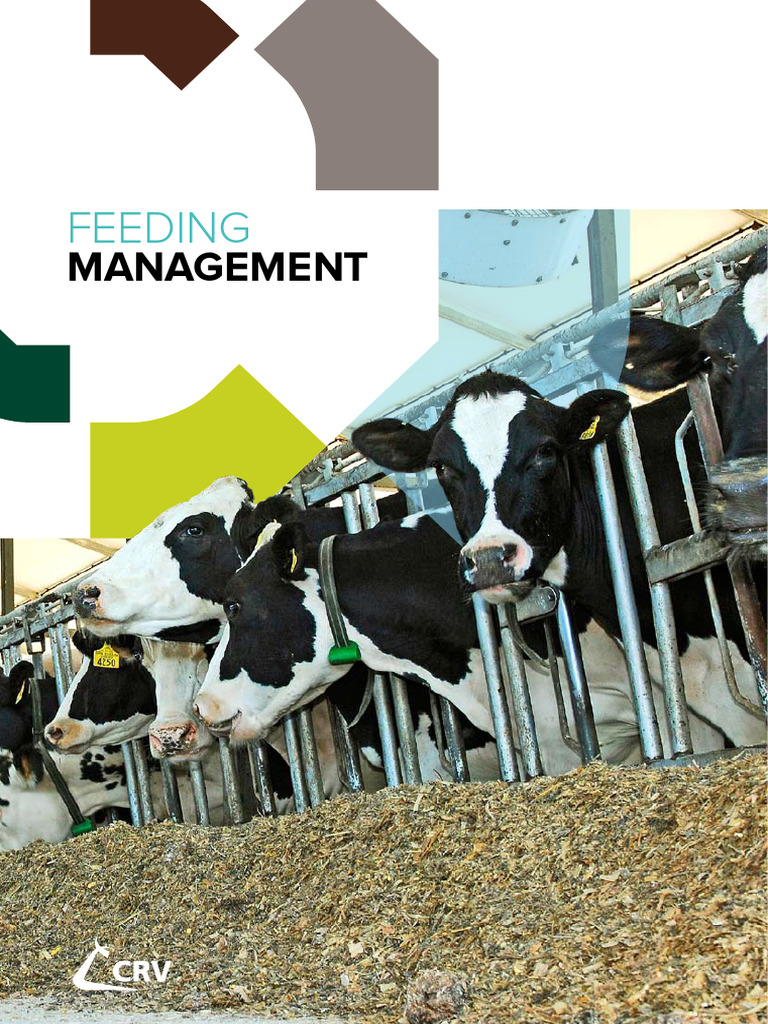 Feeding Management | Download Free PDF | Dairy Cattle | Cattle