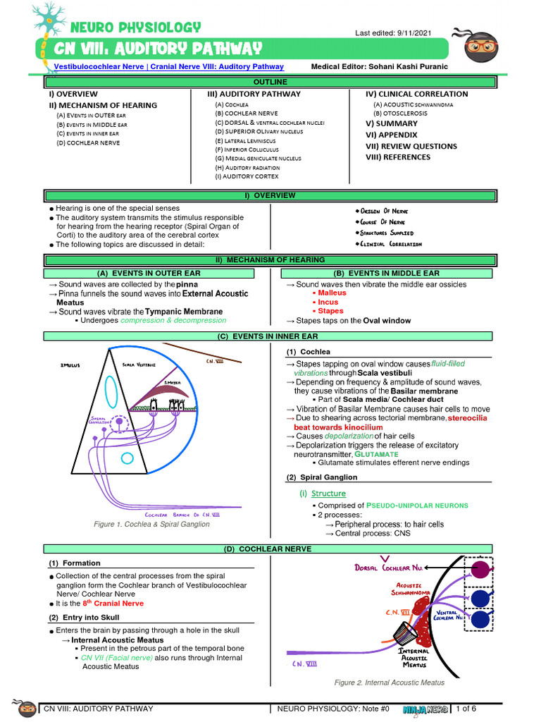 Auditory Pathway Overview and Mechanisms | PDF | Auditory System ...