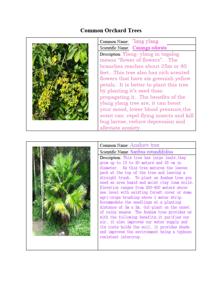 Common Orchard Trees | PDF | Trees | Plants
