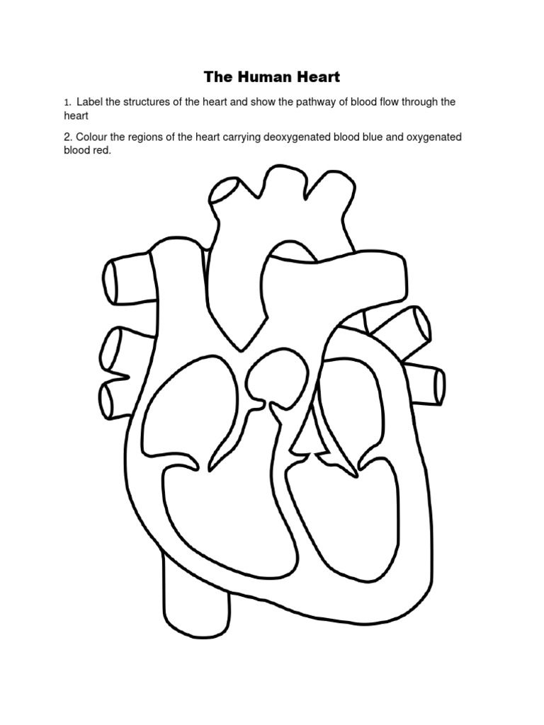 Chapter 8 The Human Heart | PDF
