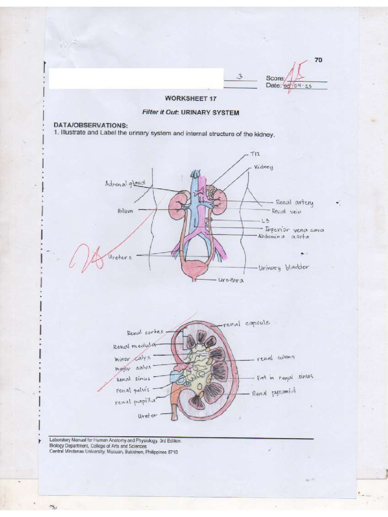 Human Anatomy and Physiology Worksheet 17 | PDF