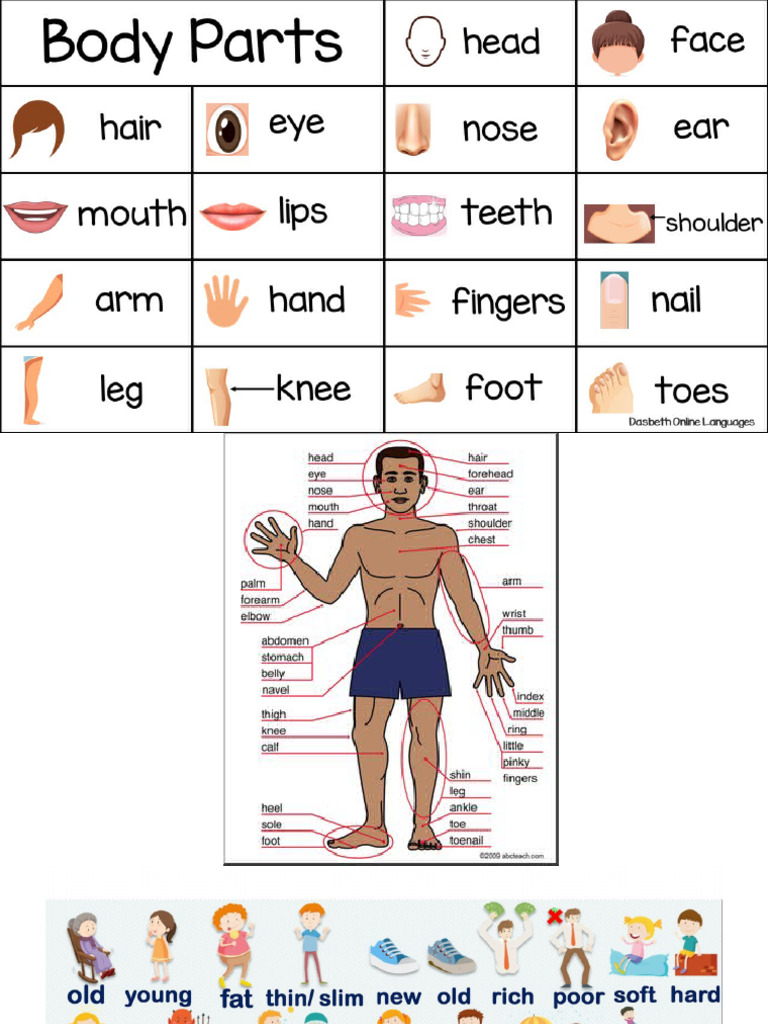 Adjectives and Body Parts | PDF