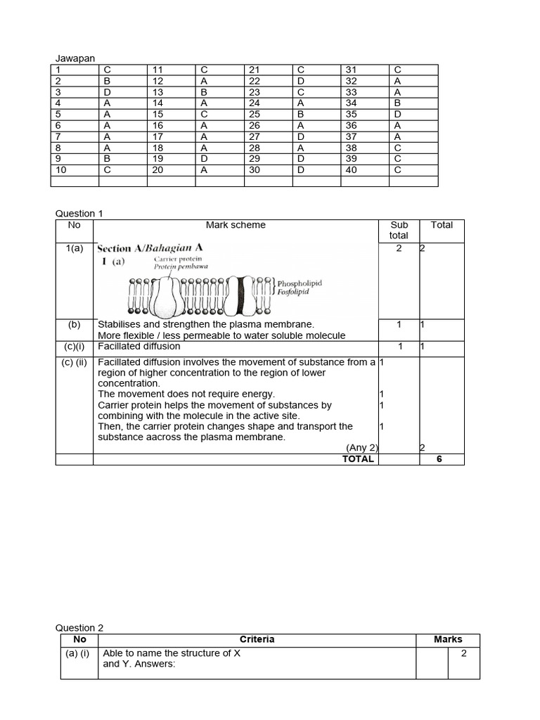 Answer Bio F4 Mid 2021 | Download Free PDF | Meiosis | Mitosis