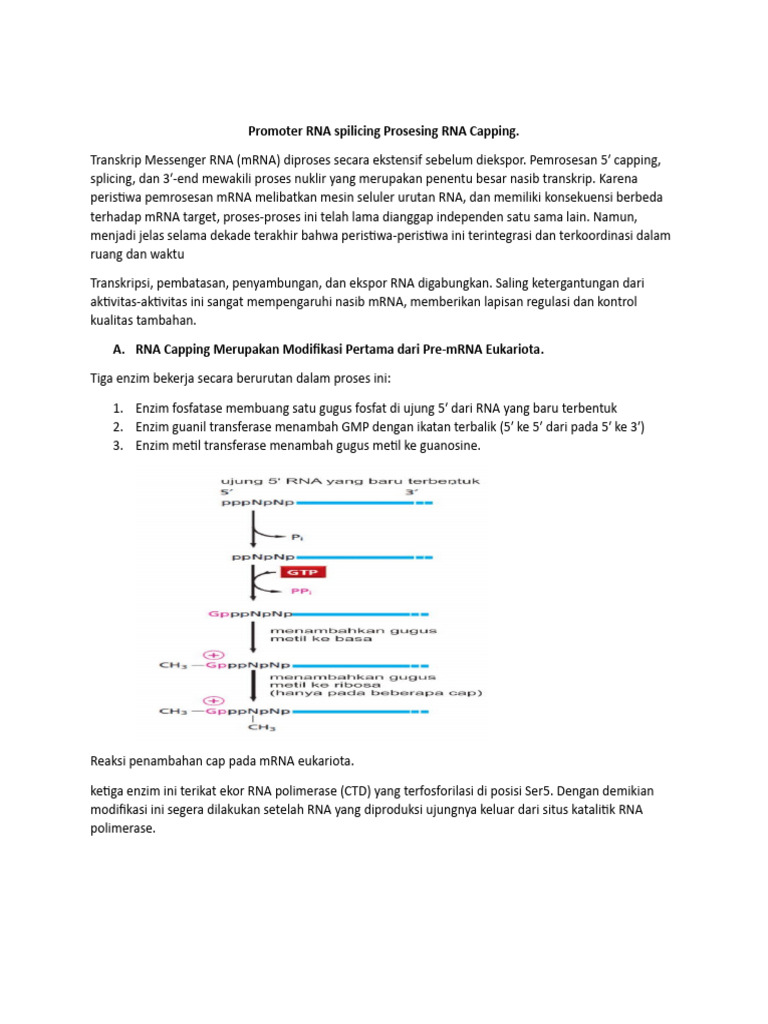 Proses Capping dan Splicing RNA | PDF