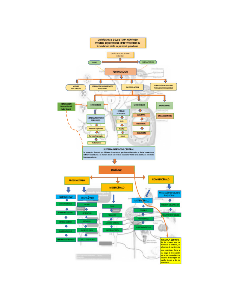 Mapa Conceptual ONTOGENESIS | PDF | Sistema nervioso | Zoología