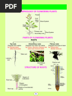 Parts of A Tree Worksheet | PDF
