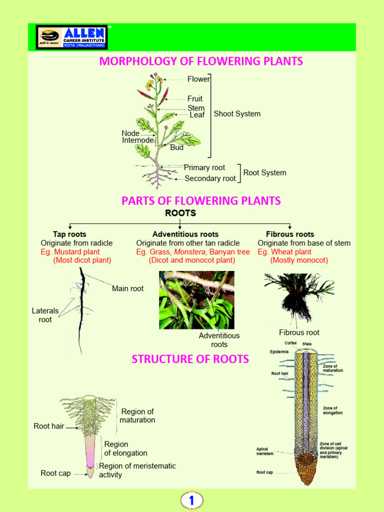 Plants Morphology (Upto_Leaf)-1 | PDF | Leaf | Root