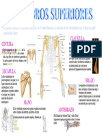 Anatomía del Húmero, Radio y Cúbito | PDF | Codo | Hombro
