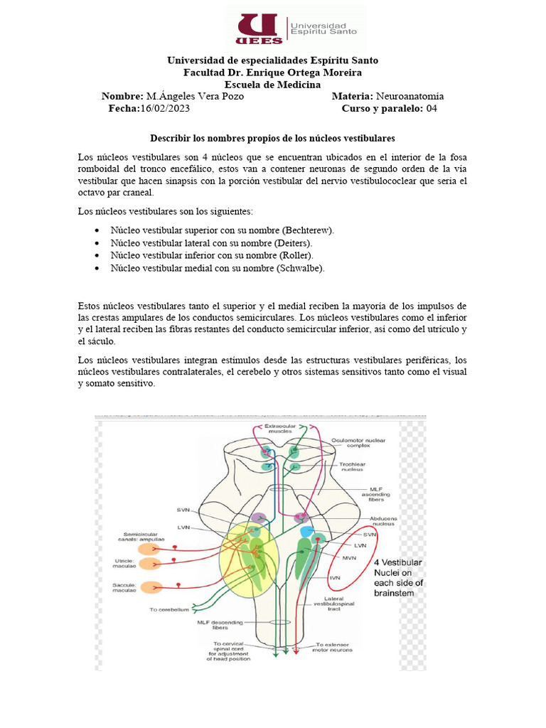 Núcleos Vestibulares | PDF