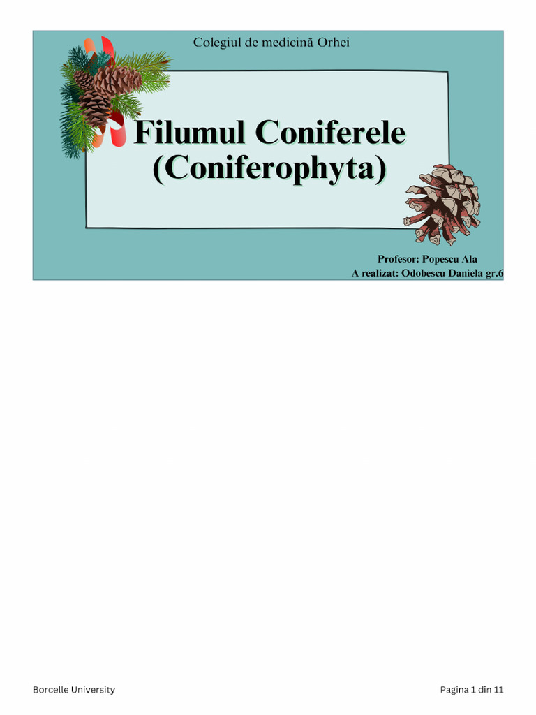 Coniferele | PDF