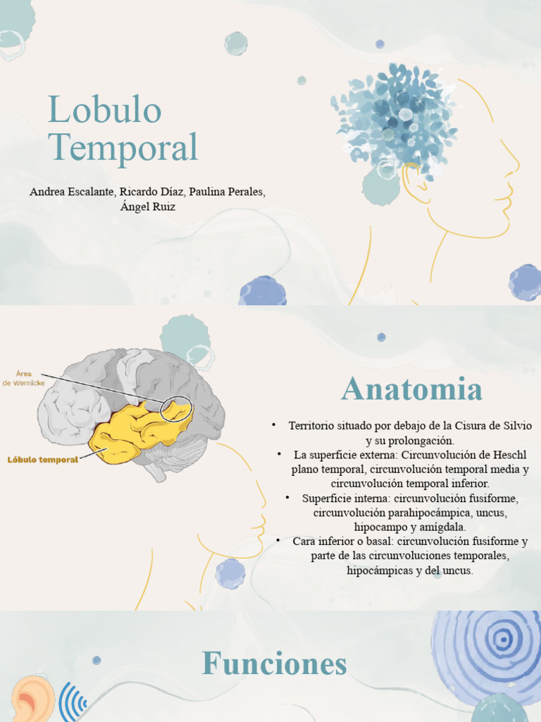 Presentacion Lobulo Temporal | PDF | Lóbulo temporal | Neurociencia