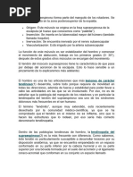 Modelo de Hill en contracción muscular | PDF | Músculo esquelético | Actina