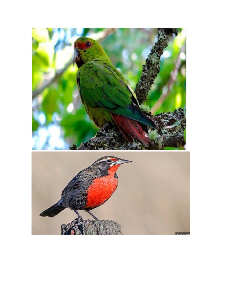 El Pintor de Pajaritos | PDF