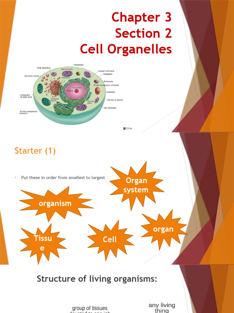 3.2 Cell Organelles | PDF | Cell (Biology) | Endoplasmic Reticulum