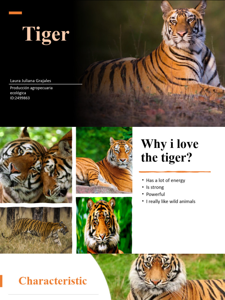 English Presentation | PDF