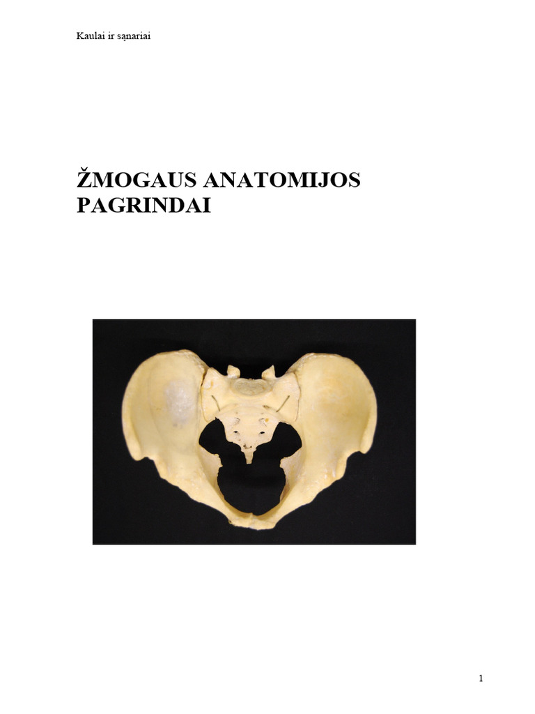 Žmogaus Anatomijos Pagrindai | PDF