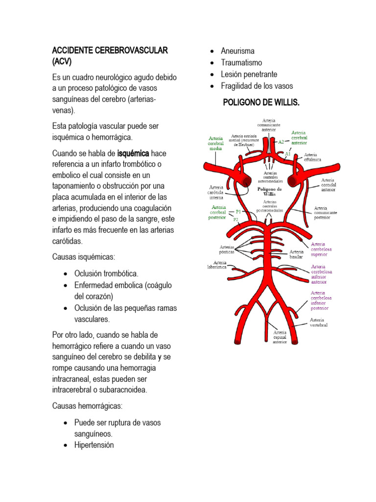 Tipos y causas del accidente cerebrovascular | PDF