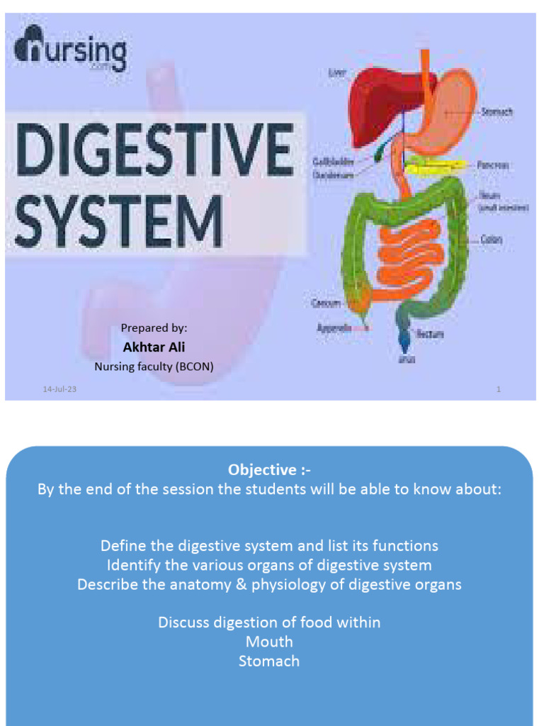 Digestive System Part 01 | PDF | Stomach | Human Digestive System