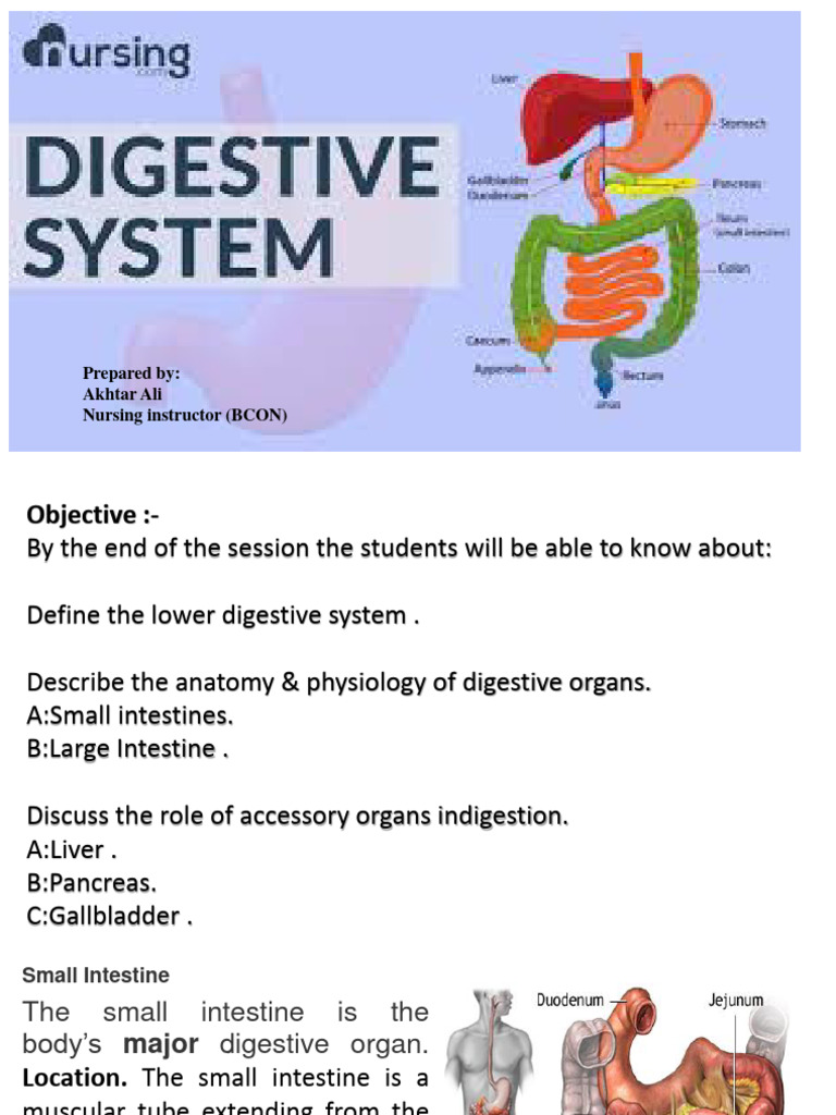 Digestive System Part 02 | PDF | Small Intestine | Large Intestine