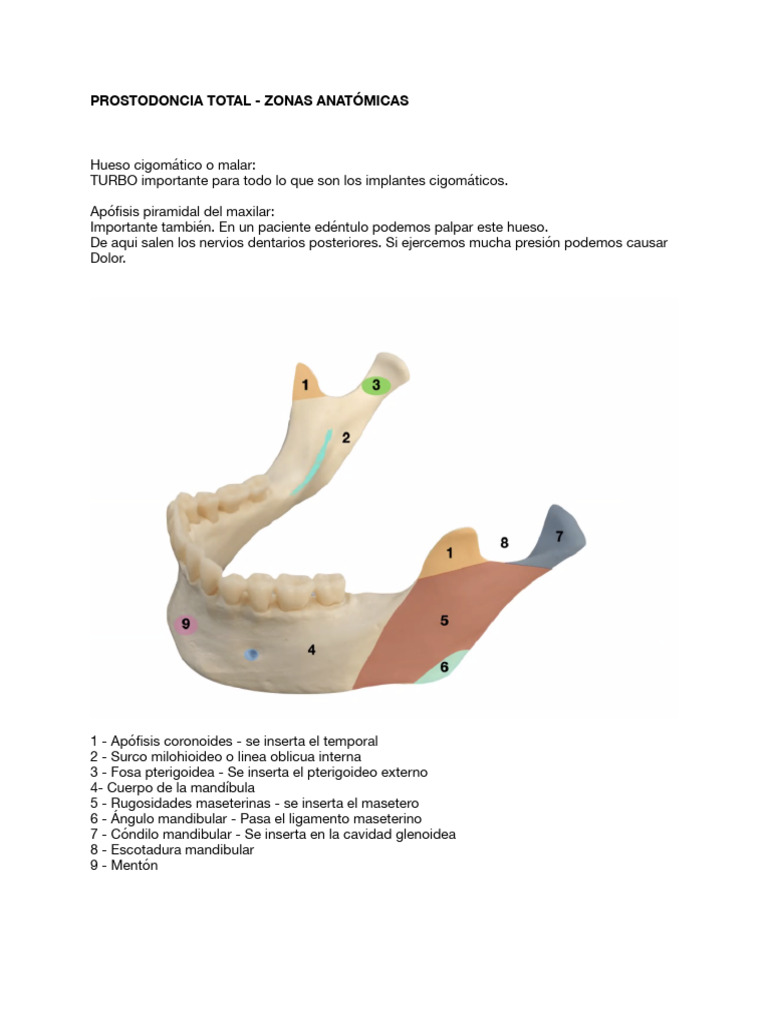 Anatomía en Prostodoncia Total | PDF | Tejido suave | Sistema ...