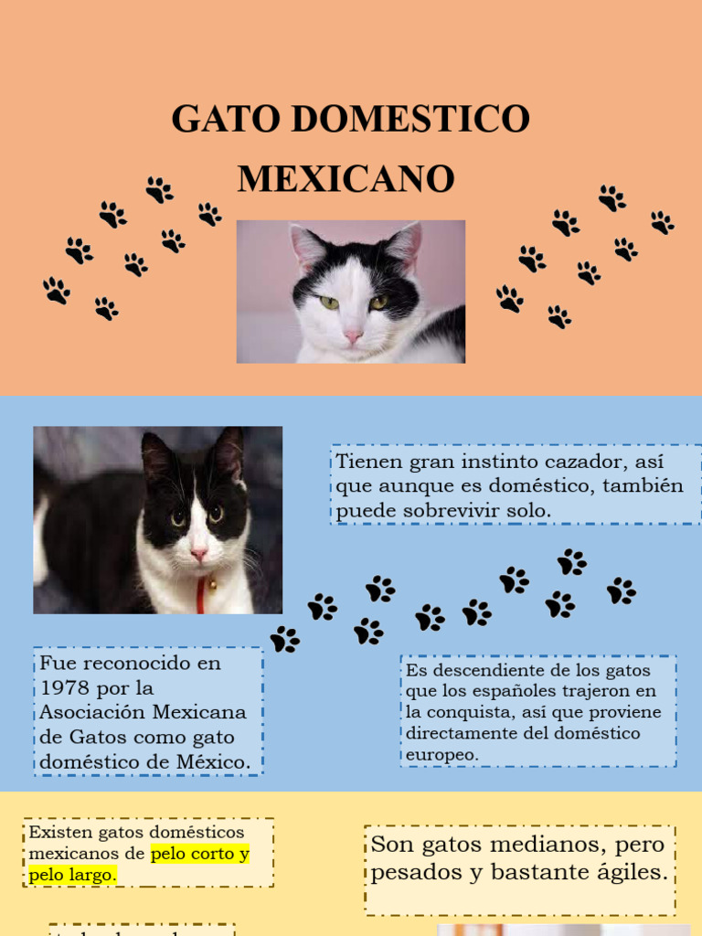 Gato Doméstico Mexicano: Características y Origen | PDF