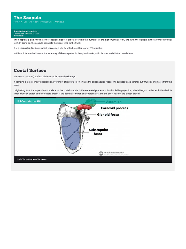 Anatomy of the Scapula Explained | PDF | Human Anatomy | Limbs (Anatomy)