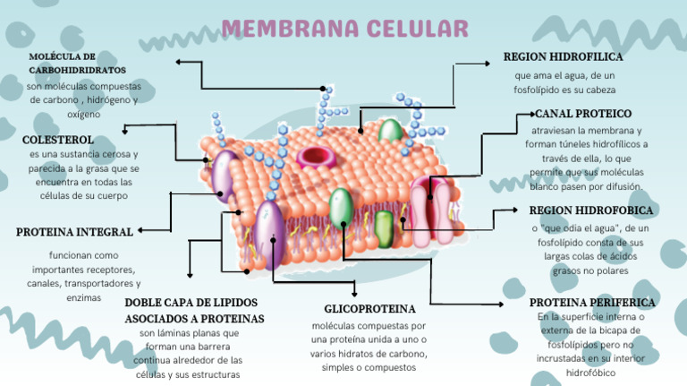 Membrana Celular | PDF | Membrana biológica | Macromoléculas
