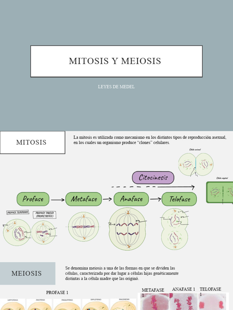 Mitosis y Meiosis | PDF