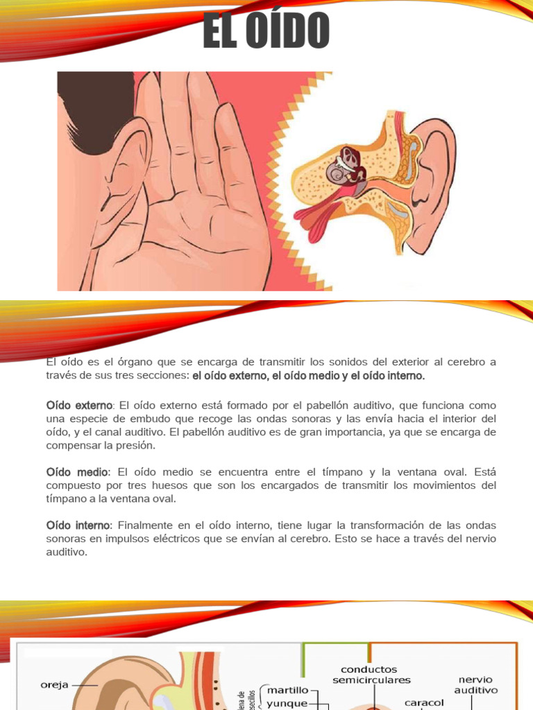 El Oido | PDF
