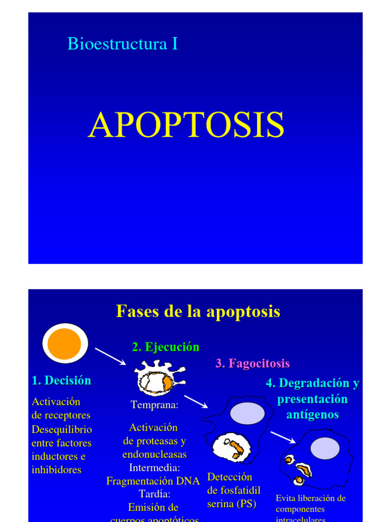 Clase Apoptosis | PDF | Apoptosis | Bcl 2