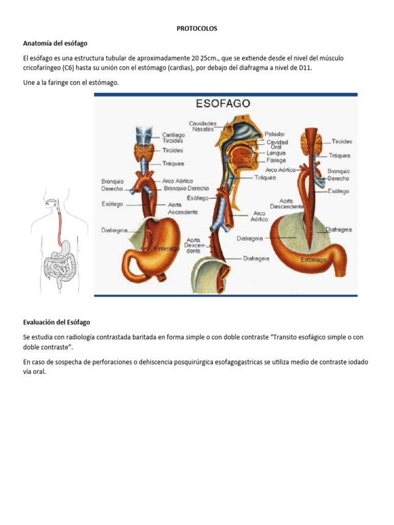 Protocol Os | PDF | Esófago | Abdomen