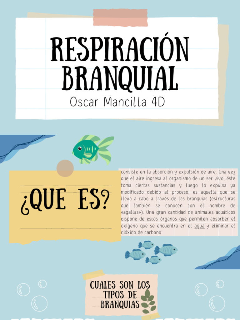 Respiración Branquial | PDF | Branquia | Respiración