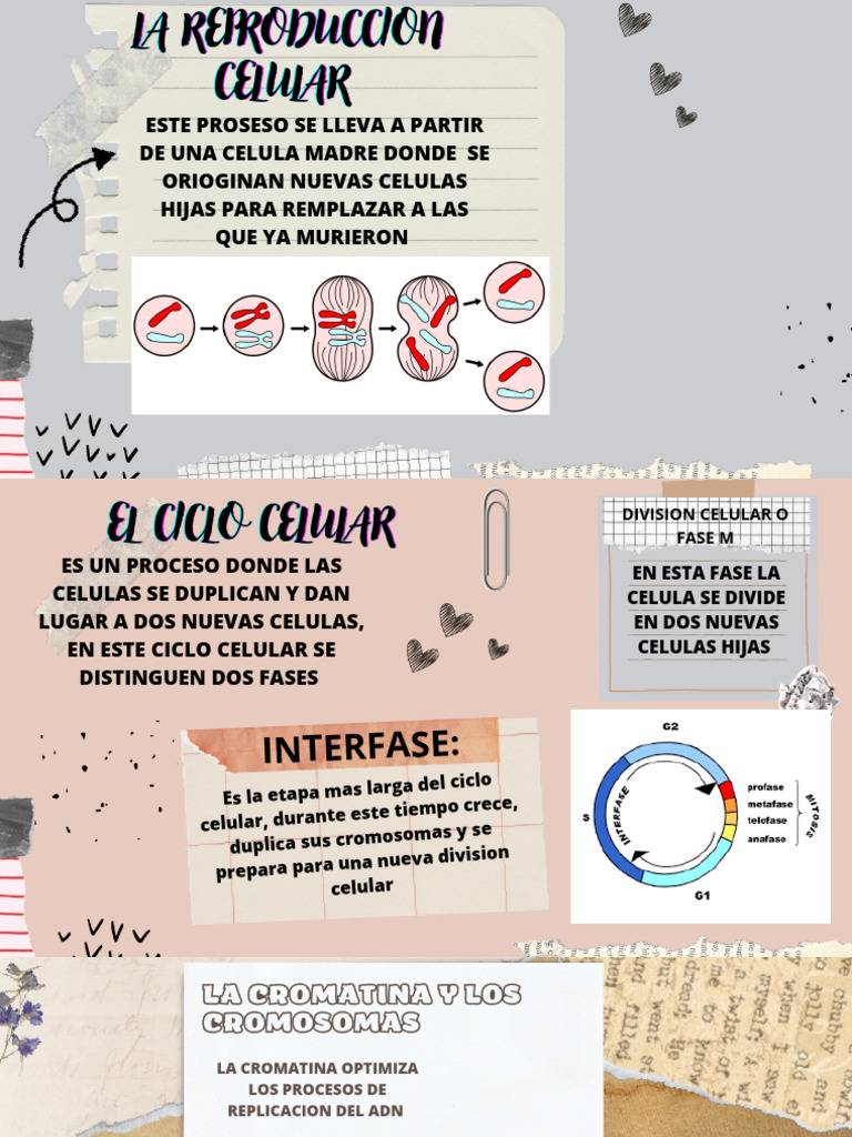 La Reproduccion Celular | PDF | Mitosis | Biología
