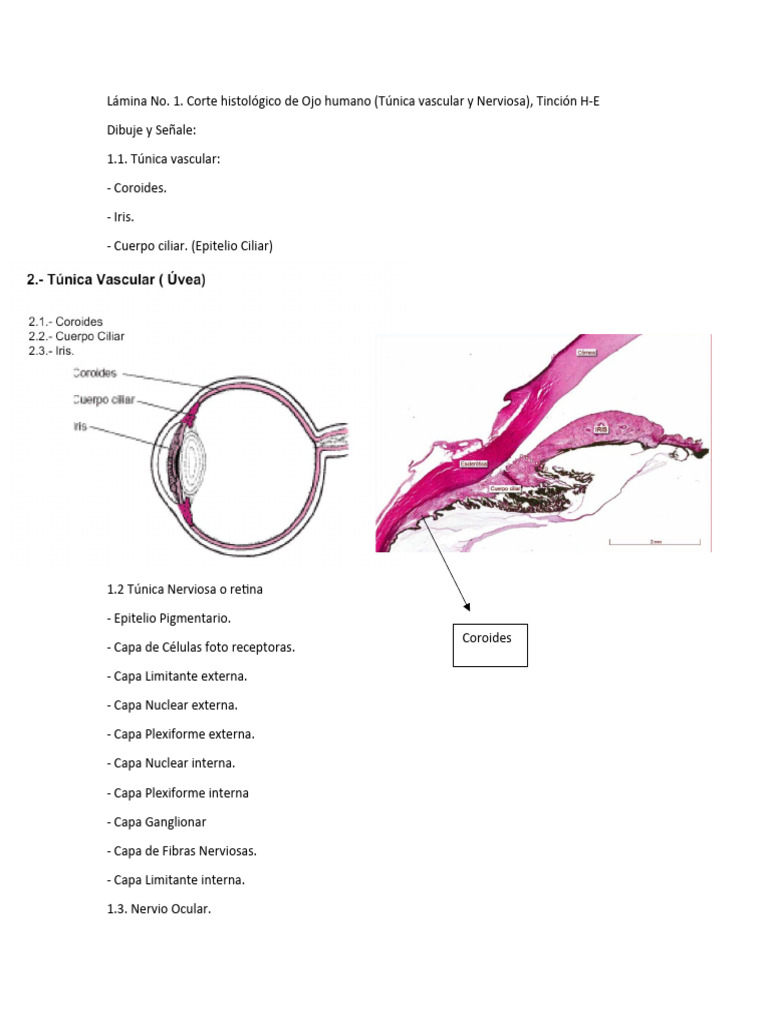 Anatomía Histológica del Ojo Humano | PDF