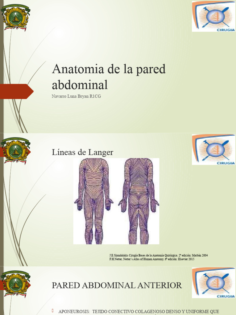 Anatomia de La Pared Abdominal | PDF | Abdomen | Sistema musculoesquelético