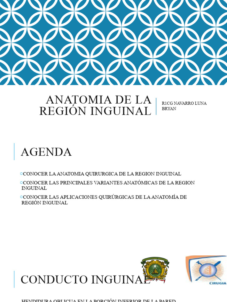 Anatomia de La Región Inguinal | Descargar gratis PDF | Anatomía ...