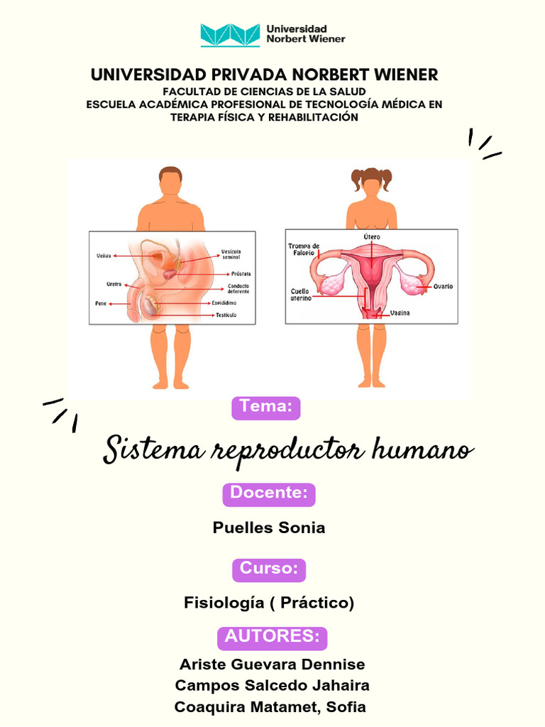 FISIOLOGIA APARATO REPRODUCTOR FEMENINO Y MASCULINO (1) | PDF | Sistema reproductivo | Ciclo ...