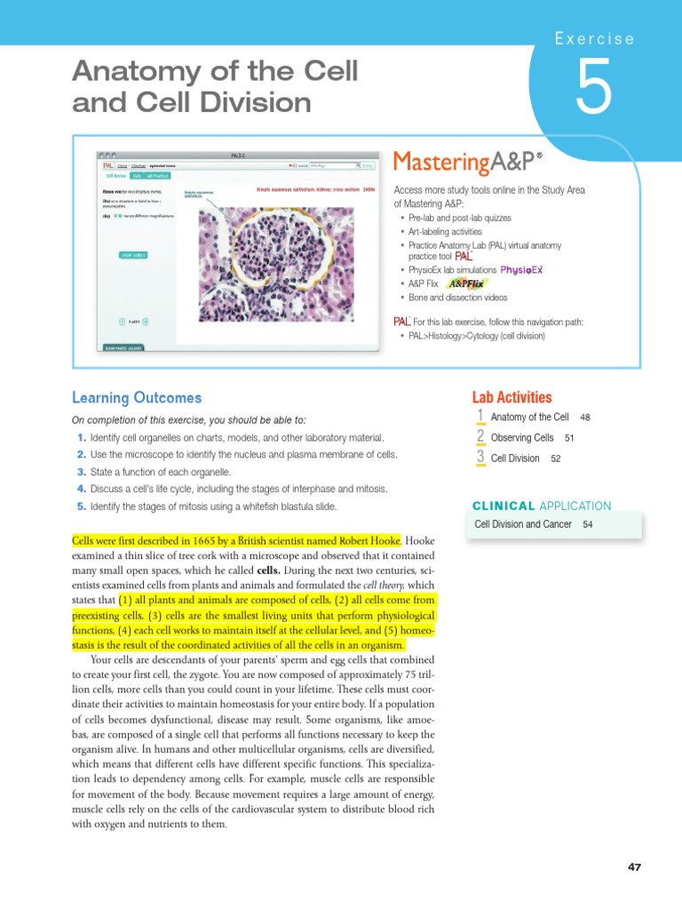 Anatomy & Physiology of Cell | PDF | Endoplasmic Reticulum | Mitosis